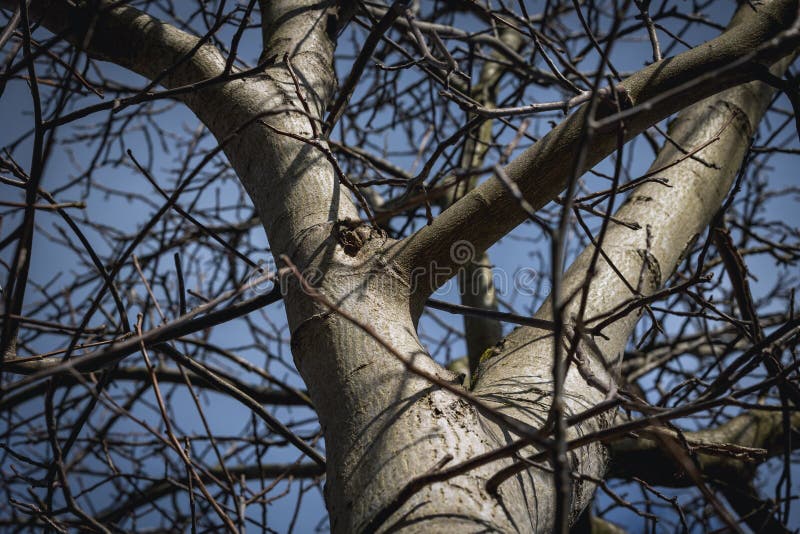 Walnut tree trunk stock photo. Image of macro, green - 247700170
