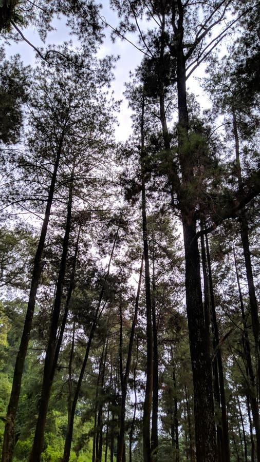 Jugle nature stock photo. Image of afternoon, nature - 221916940