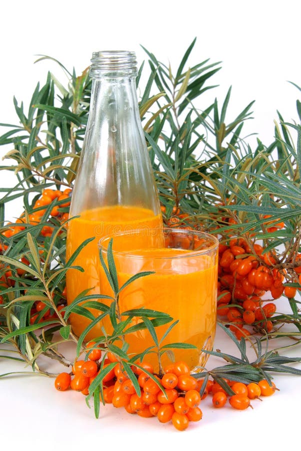 Jugo Cetrino 04 De La Espina Foto de archivo - Imagen de herbario, sano ...