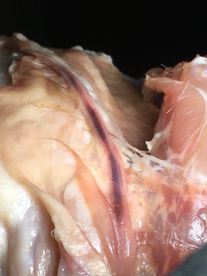 Jugular vein stock image. Image of poultry, carcass - 297537471