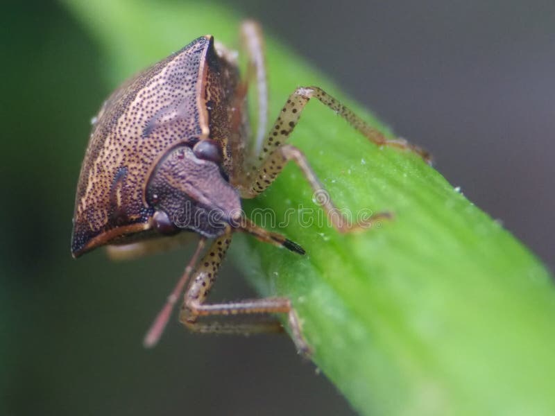 Juice sucking insects stock image. Image of green, invertebrate - 199697693