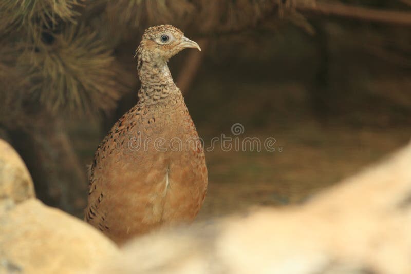 Juich fazant toe stock foto. Image of fazant, wijfje - 25495560