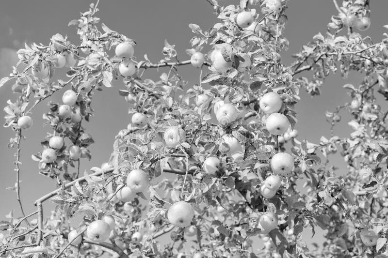 Juicy Apple Orchard Harvest in Autumn. Apple Orchard Harvest of Fruit ...