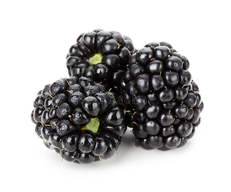 Juicy Blackberry Isolated on the White Background Stock Photo - Image ...