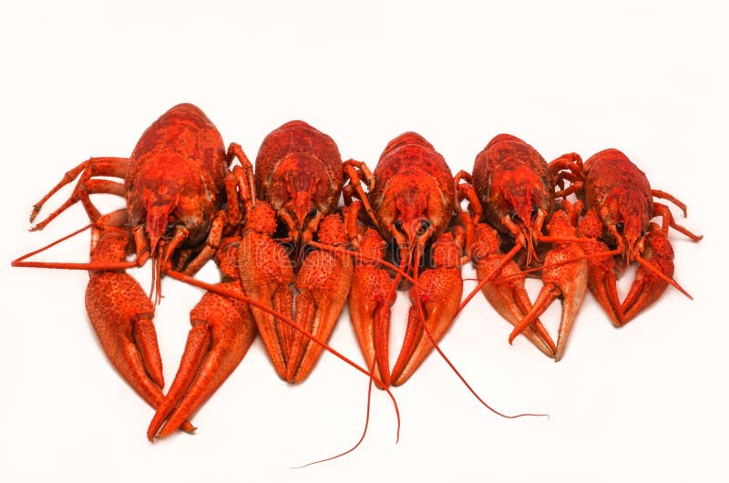 Fresh Juicy Boiled Crawfish Closeup Food Background Top View Stock ...