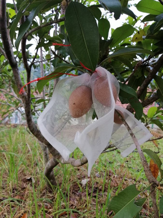 Juicy Ciku fruit stock photo. Image of produce, fruit - 192635210