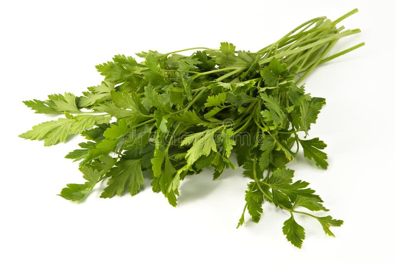 Juicy fragrant parsley stock image. Image of plant, foliage - 1784975