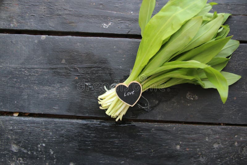 Juicy and Fresh Ramson Leaves Stock Image - Image of healthy ...