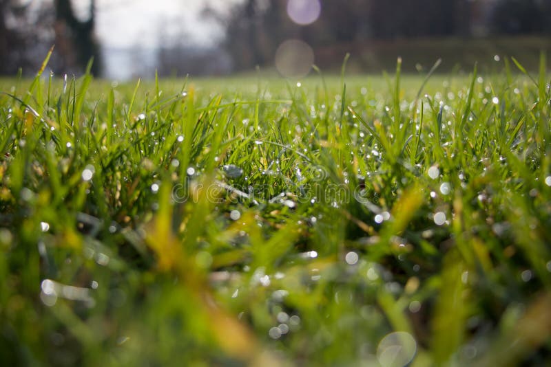 Juicy Green Grass in Autumn Stock Photo - Image of juicy, easter: 164674254
