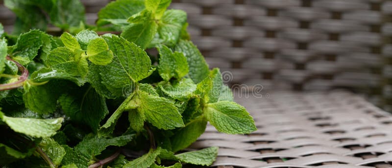 Juicy Ingredient Mint Green Grass on Wicker Background Stock Photo ...