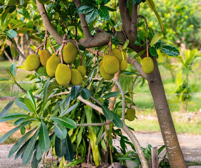 Juicy Jackfruit Hanging on Tree Stock Image - Image of jack, growth ...