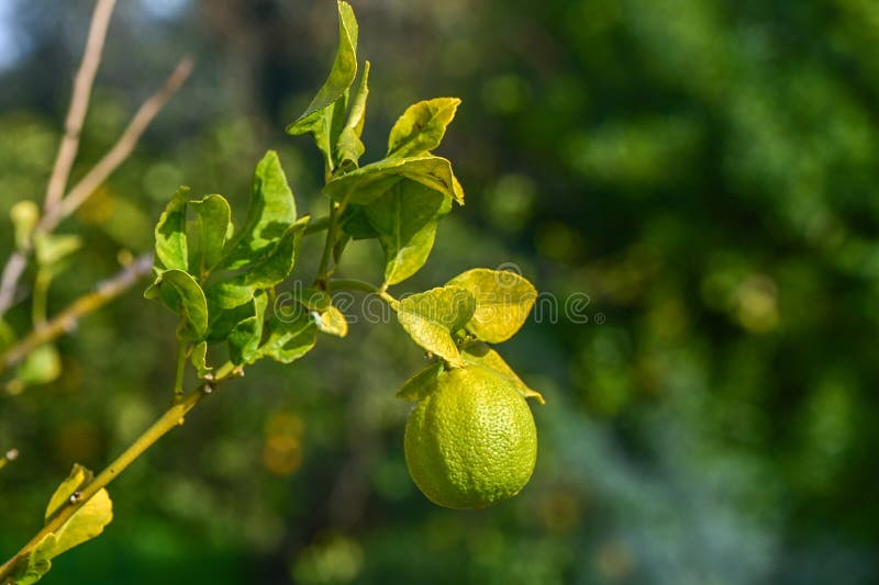 Juicy Lemons on a Tree Branch in the Mediterranean 24 Stock Photo ...