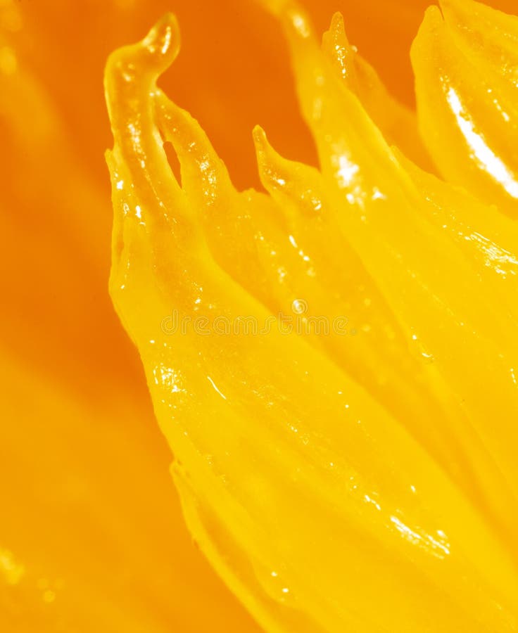 Juicy Orange Pulp As a Background. Stock Photo - Image of exotic ...