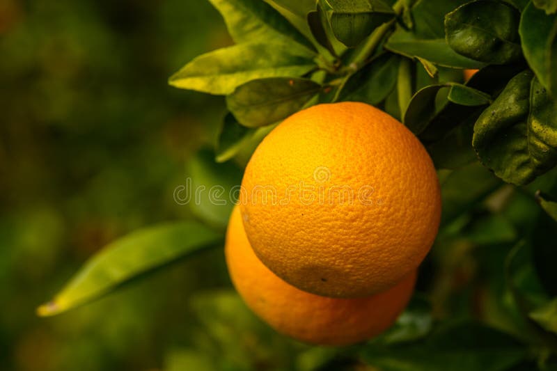 Juicy Oranges on Branches in an Orange Orchard in Winter in Cyprus 5 ...