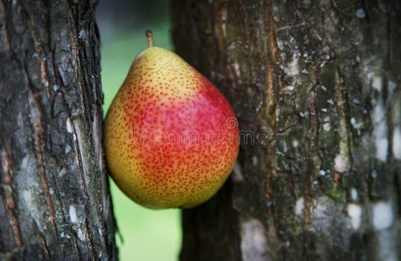 Juicy pear between trees stock photo. Image of fruits - 32004084