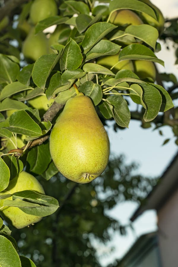 Juicy Pears Ripen on the Tree. Stock Photo - Image of tasty, ripen ...