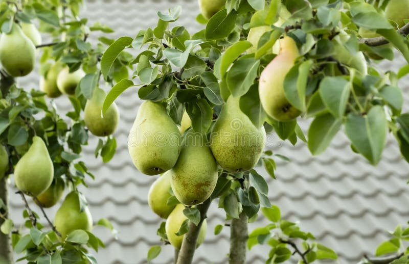 Juicy Pears Ripen on the Tree. Stock Photo - Image of tasty, pears ...