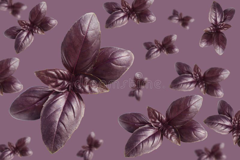 Juicy Purple Basil on a Purple Background, Levitation. Banner ...