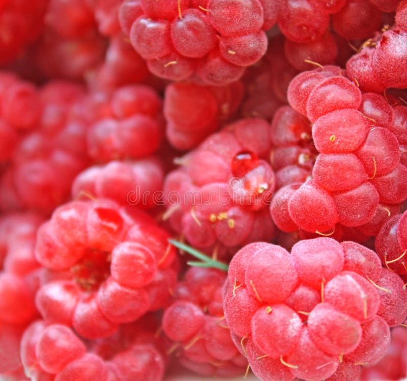 Juicy raspberry stock photo. Image of macro, juicy, close - 7166196
