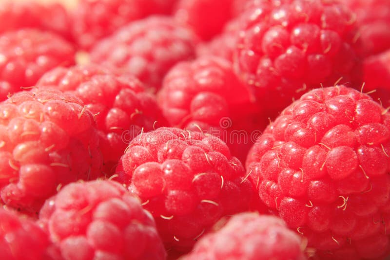 Juicy Raspberry in Close Up. Stock Photo - Image of ripe, summer: 107726890