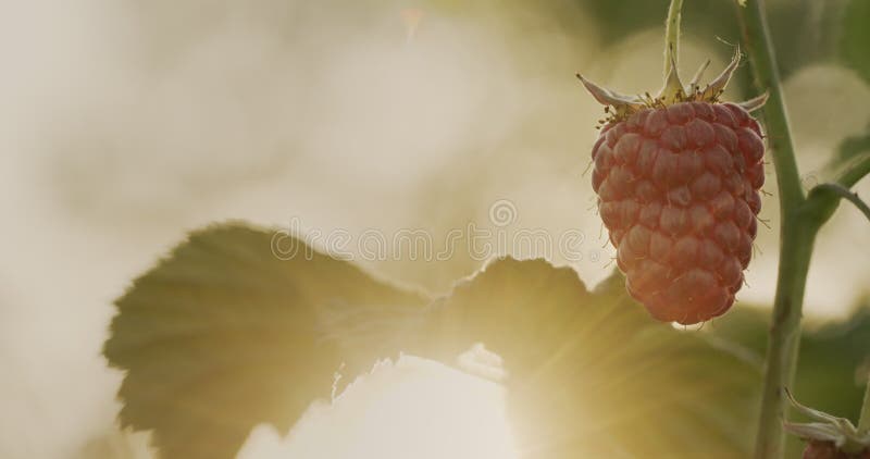 Juicy Raspberry Ripens on a Spit in the Sun Stock Footage - Video of ...