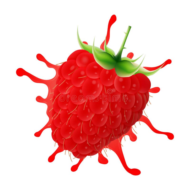 Raspberry splash stock vector. Illustration of reflection - 31949245