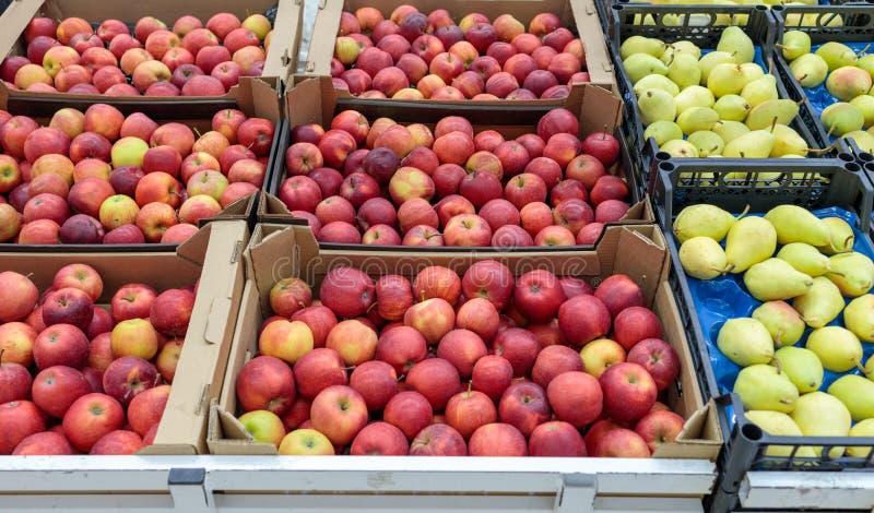 Juicy Red Apples on the Store Counter Stock Photo - Image of apple ...