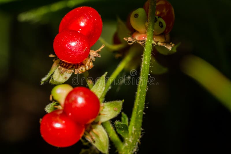 Juicy Red Berries of a Stone Bramble Rubus Saxatilis Stock Image ...