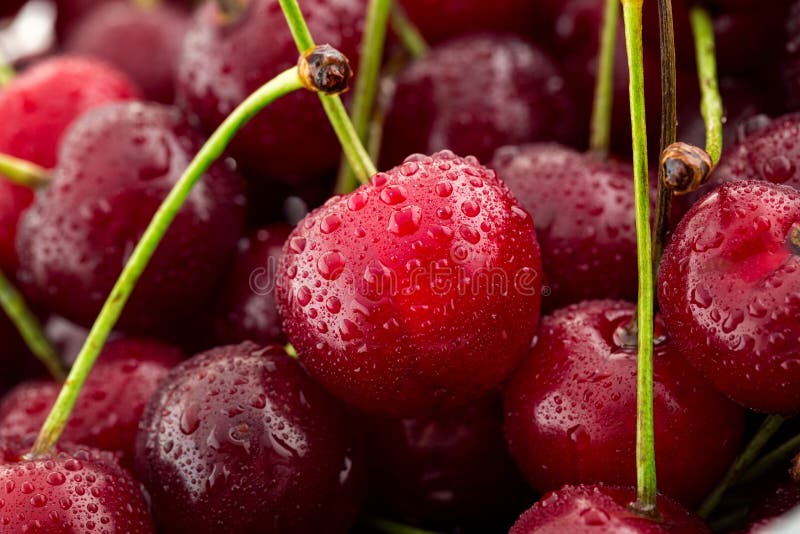 Cherry Close-up. Ripe Cherry Stock Photo - Image of natural, close ...