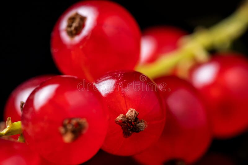 Juicy Red Currant. Fresh Red Currant on Black Background Stock Image ...