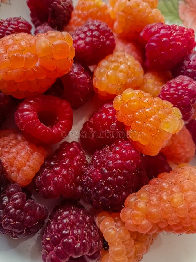 Raspberrya Stock Photos - Free & Royalty-Free Stock Photos from Dreamstime