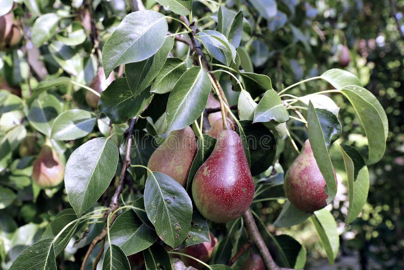 Juicy Red Pears on Branches Stock Image - Image of horticulture, branch ...