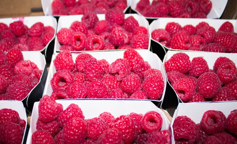 Juicy Red Raspberry Berry in Paper Portion Boxes Stock Photo - Image of ...
