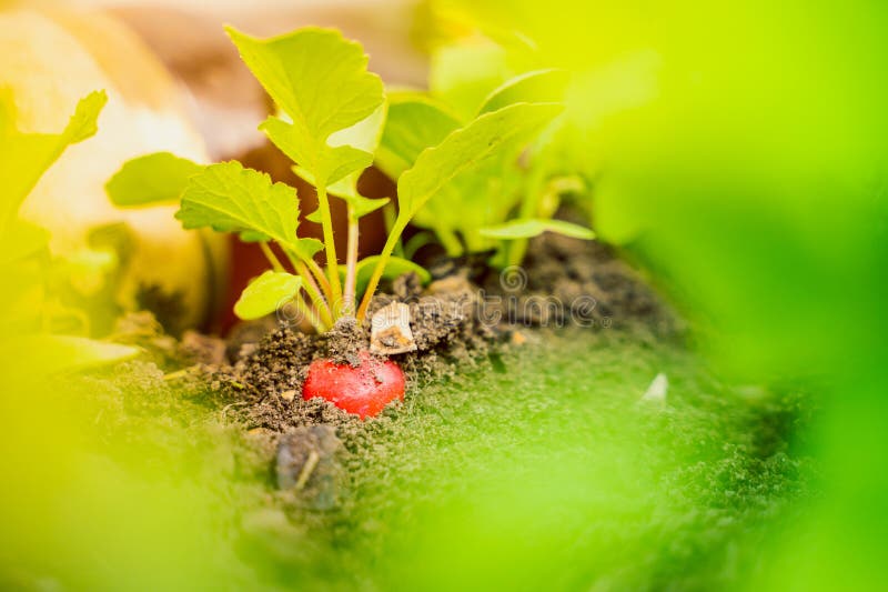 Juicy Red Root Vegetable Radish Grows Soil Closeup Stock Photos - Free ...