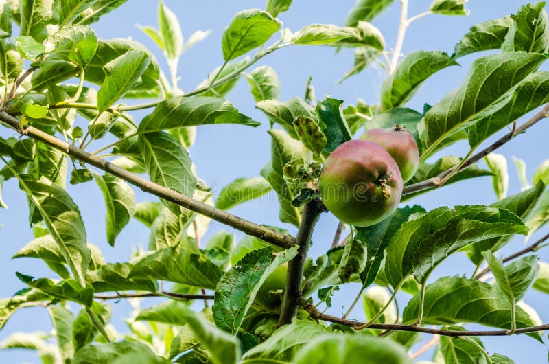 Apple fruits on a tree stock photo. Image of blossoms - 243919788
