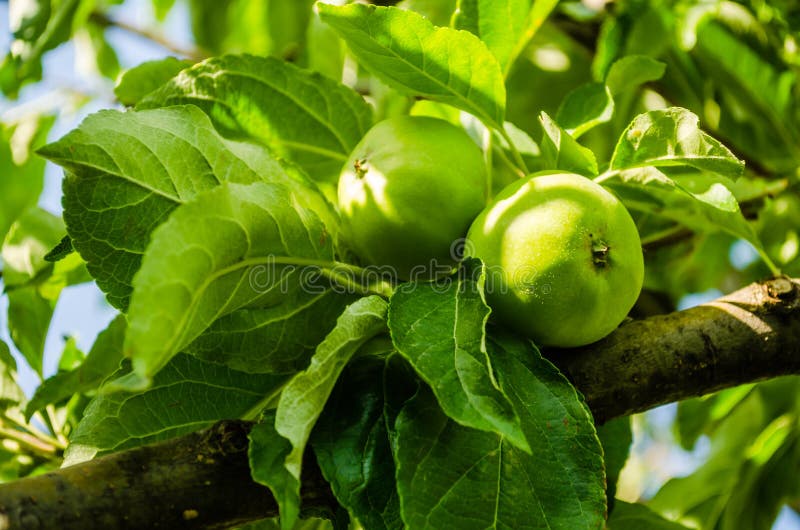 Apple fruits on a tree stock photo. Image of life, grow - 243919824