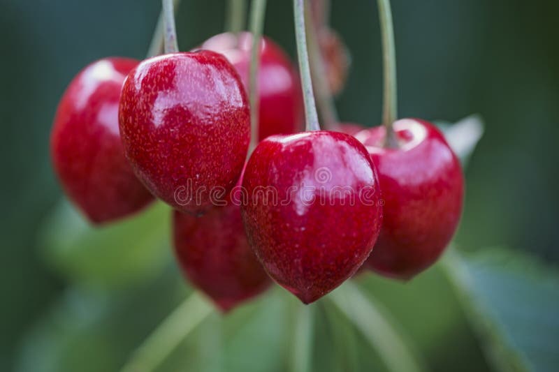 Juicy ripe cherries stock image. Image of undefined - 376343981