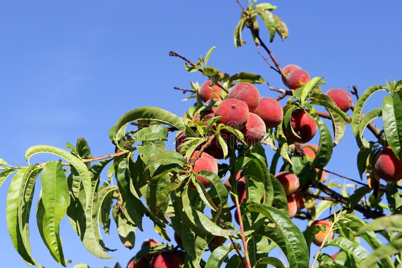 Juicy Ripe Peaches on a Tree Stock Photo - Image of orchard, nectarines ...