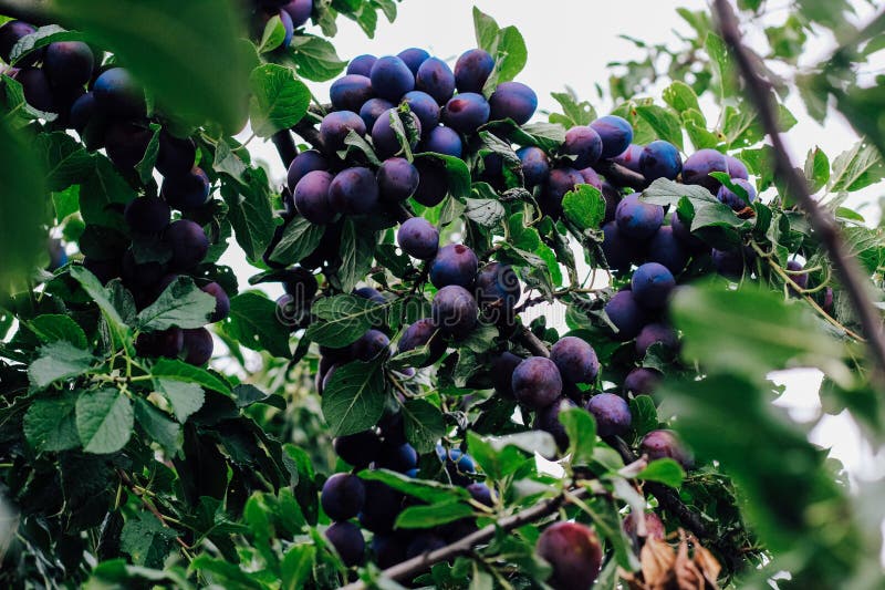 Juicy Ripe Plums on a Tree in Cloudy Weather Stock Image - Image of ...
