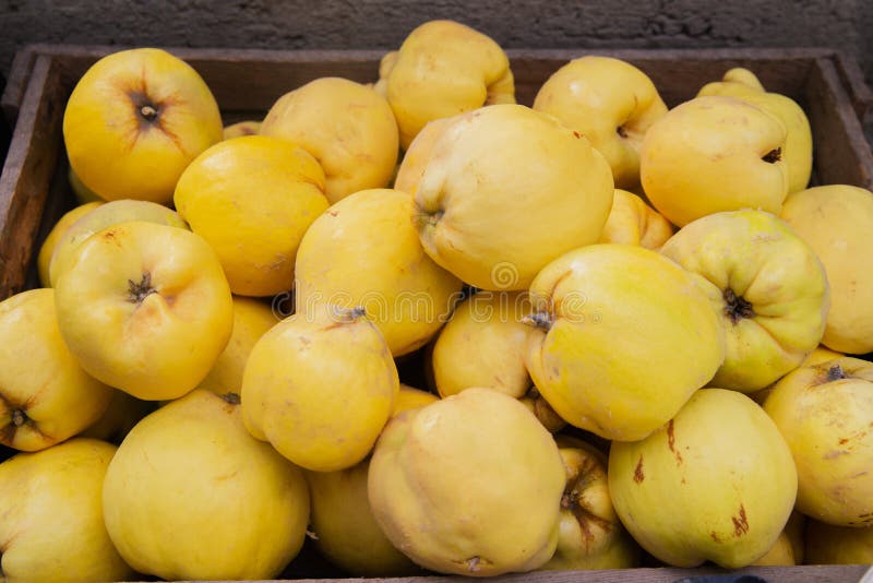 Juicy Ripe Quince in a Box Close-up Stock Photo - Image of bowl ...