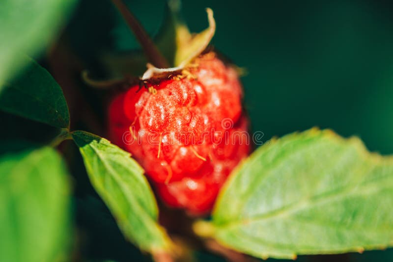 Juicy Ripe Raspberry Close Up Macro Photo in Garden Stock Image - Image ...