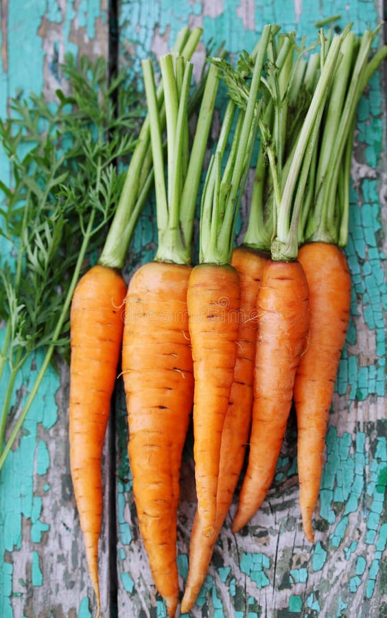 Juicy Small Carrots, Top View Stock Photo - Image of bunch, life: 56926434