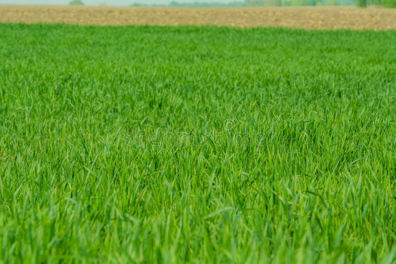 Fresh Spring Grass on the Field - Background Stock Photo - Image of ...