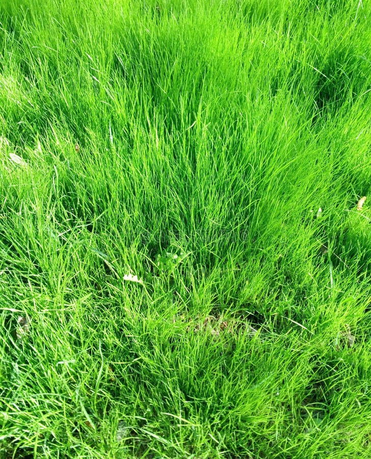 Bright green lawn grass stock image. Image of plant - 353390695