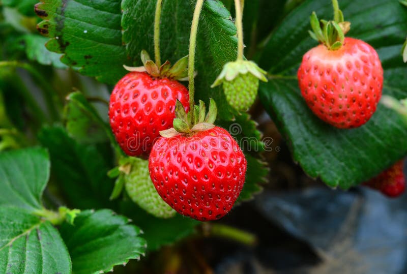 Bunch of strawberries stock photo. Image of strawberry - 55747394
