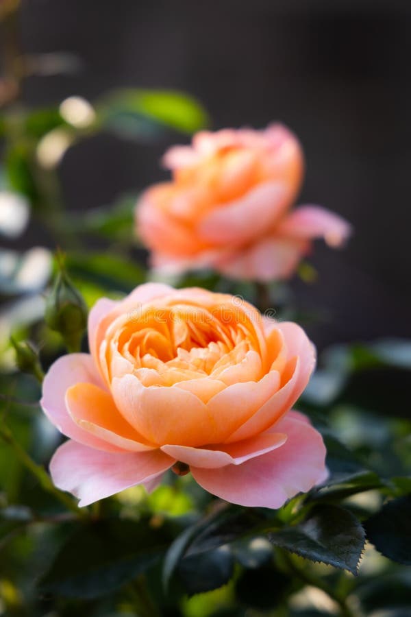 Juicy Terrazza Rose in a Garden Stock Image - Image of bouquet, garden ...