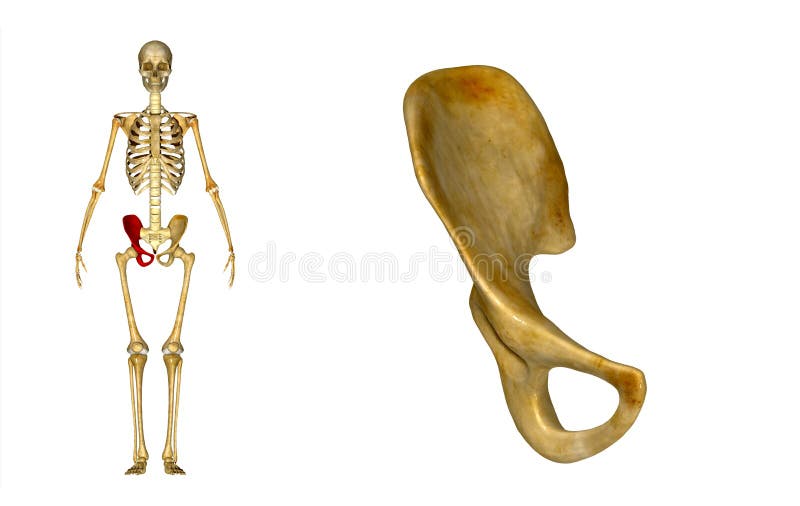 Juiste Bekken (heup) Gordel Stock Illustratie - Illustration of ...