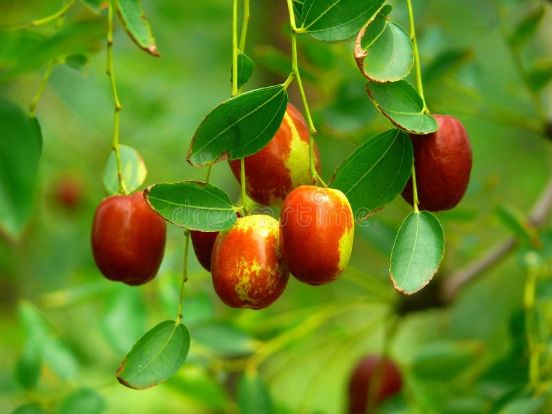 Jujuba imagem de stock. Imagem de verde, fruta, planta - 26473869