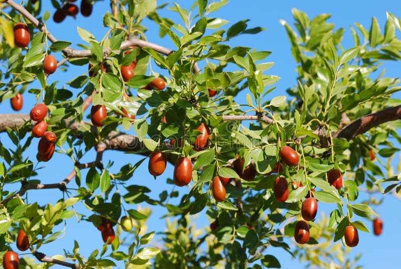 Fruta do jujuba imagem de stock. Imagem de delicioso - 11306571
