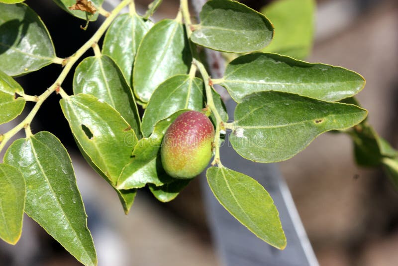 Jujuba Dello Ziziphus, Li Jujube, Data Cinese Fotografia Stock ...